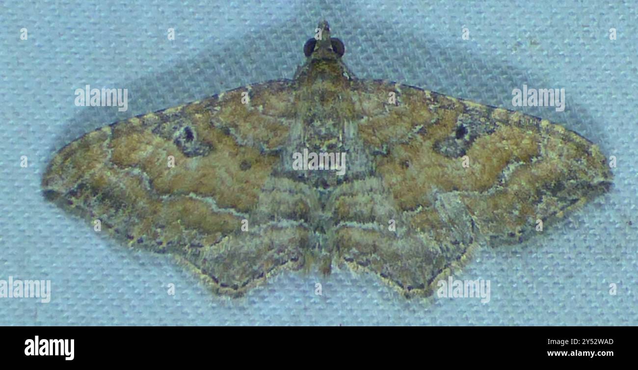 Gem Moth (Orthonama obstipata) Insecta Stock Photo - Alamy