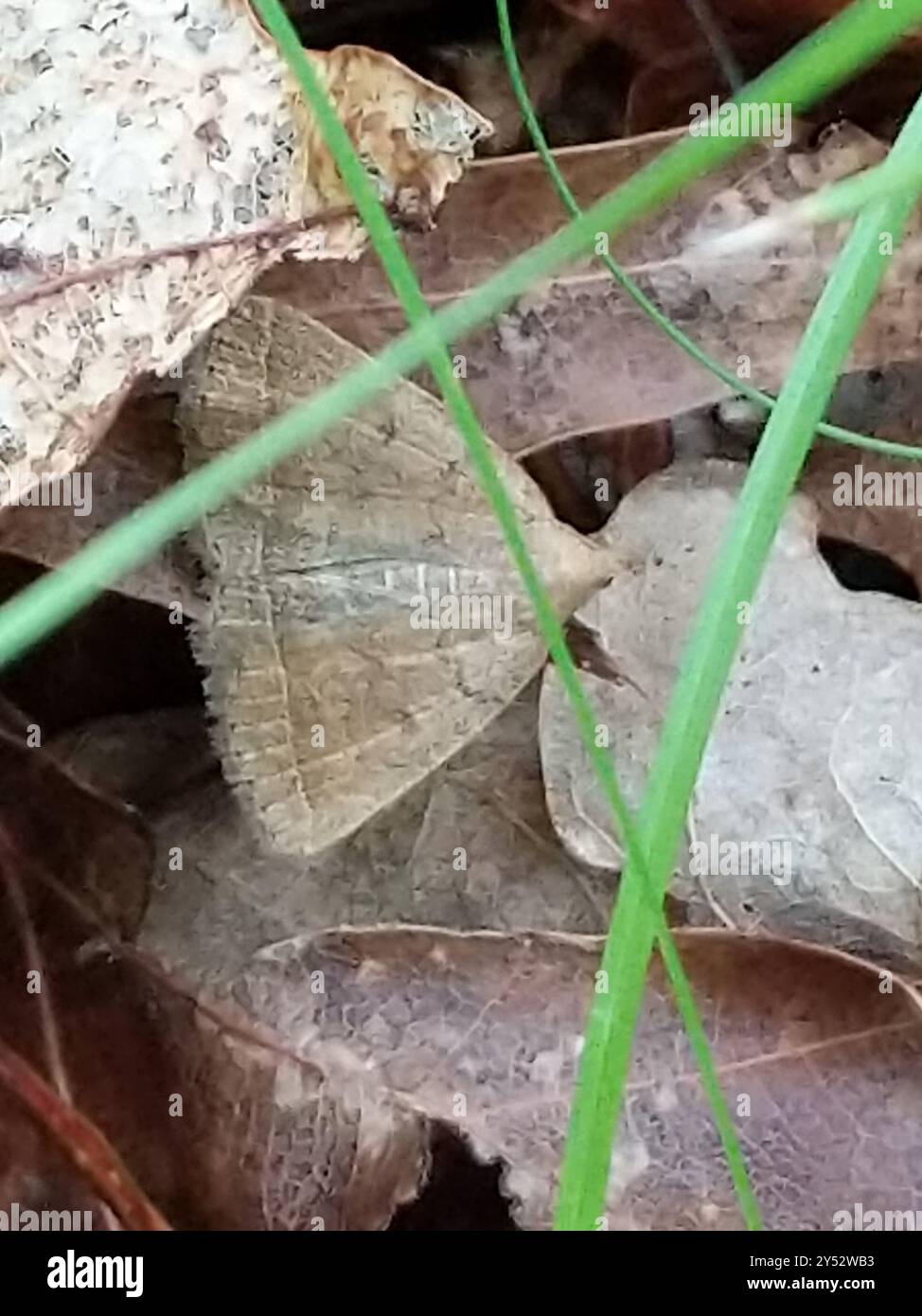 Wavy-lined Fan-foot (Zanclognatha jacchusalis) Insecta Stock Photo - Alamy