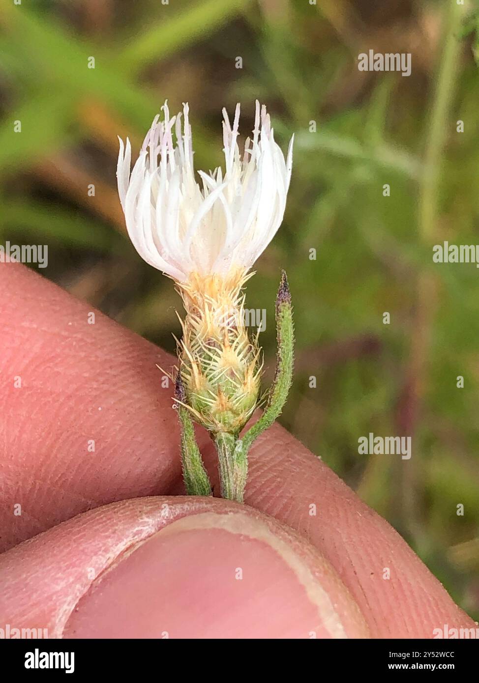 diffuse knapweed (Centaurea diffusa) Plantae Stock Photo - Alamy