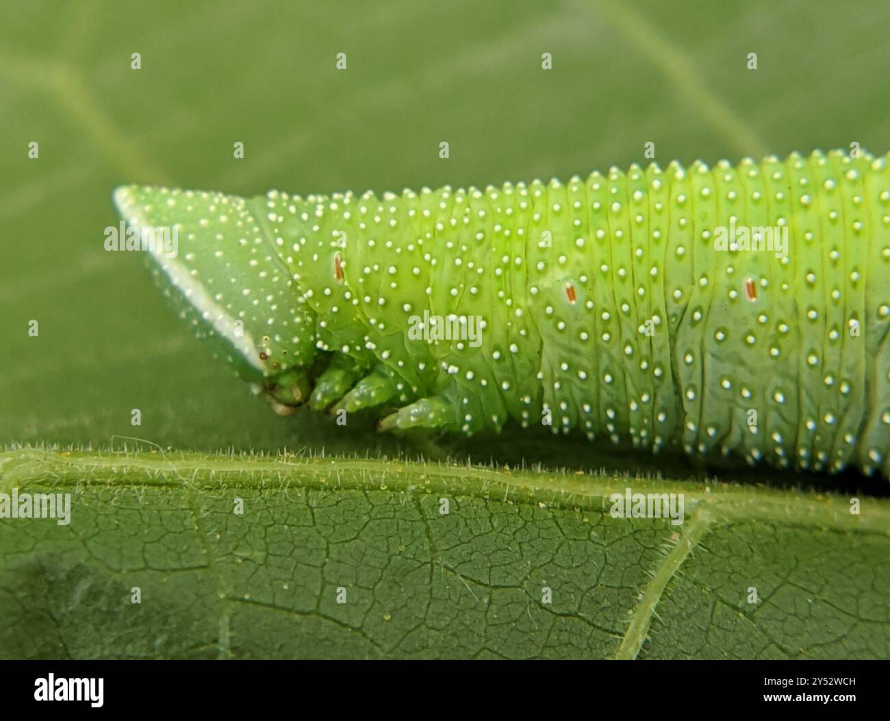 Walnut Sphinx (Amorpha juglandis) Insecta Stock Photo - Alamy