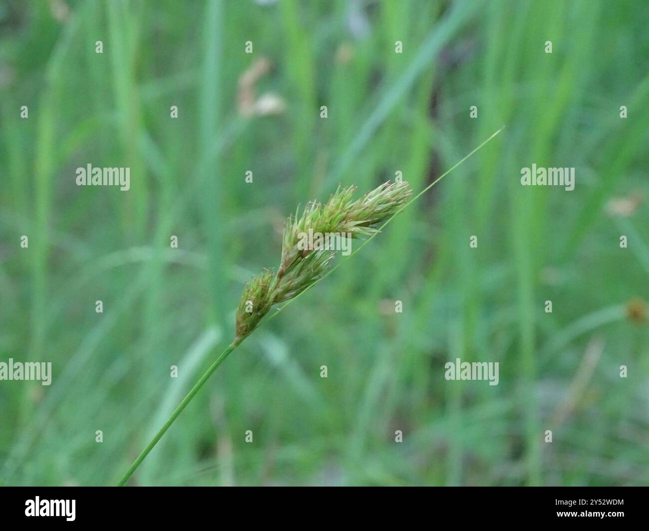 pointed broom sedge (Carex scoparia) Plantae Stock Photo - Alamy