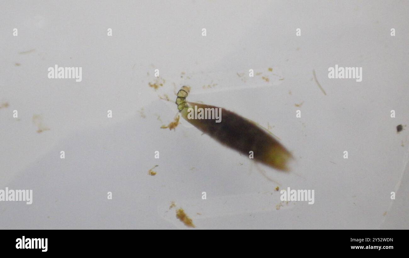 Microcaddisflies (Hydroptilidae) Insecta Stock Photo - Alamy