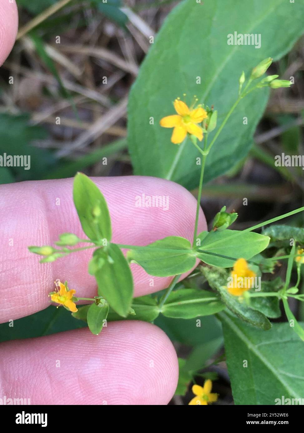 Dwarf St. John's Wort (Hypericum mutilum) Plantae Stock Photo - Alamy