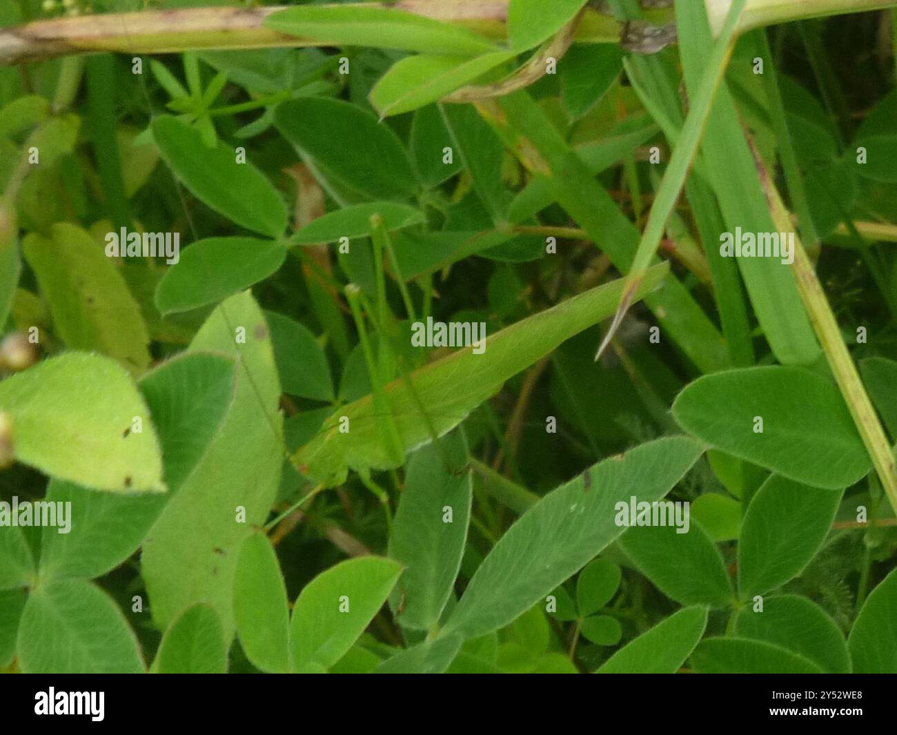 Sickle-bearing Bush-cricket (Phaneroptera falcata) Insecta Stock Photo ...