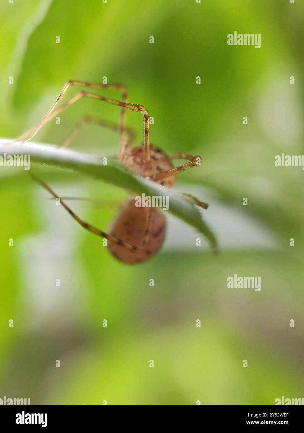 Common Spitting Spider (Scytodes thoracica) Arachnida Stock Photo - Alamy