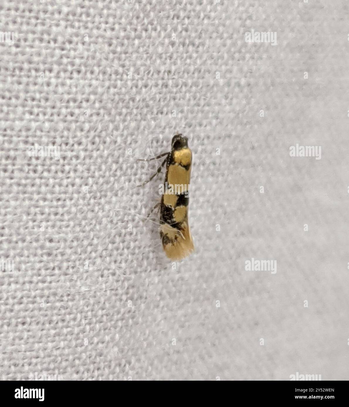 (Decantha stonda) Insecta Stock Photo - Alamy