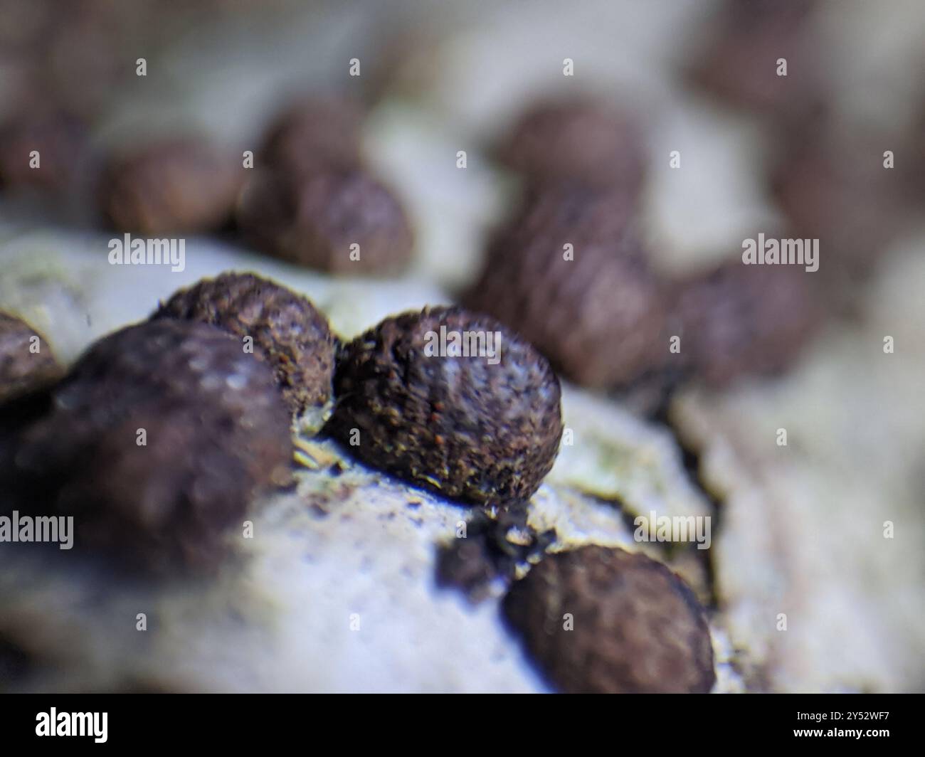 Beech Woodwart (Hypoxylon fragiforme) Fungi Stock Photo - Alamy