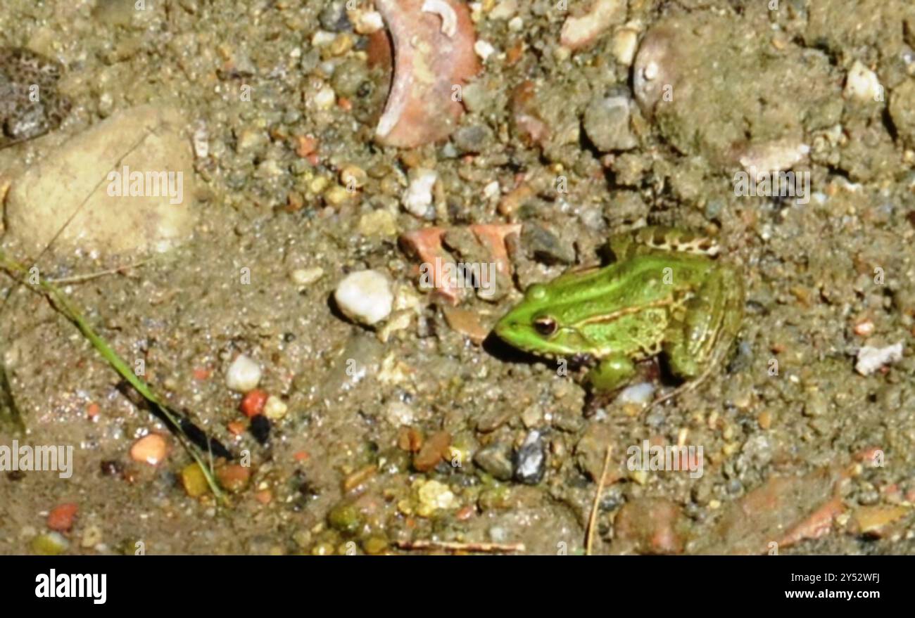 Water Frogs (Pelophylax) Amphibia Stock Photo - Alamy