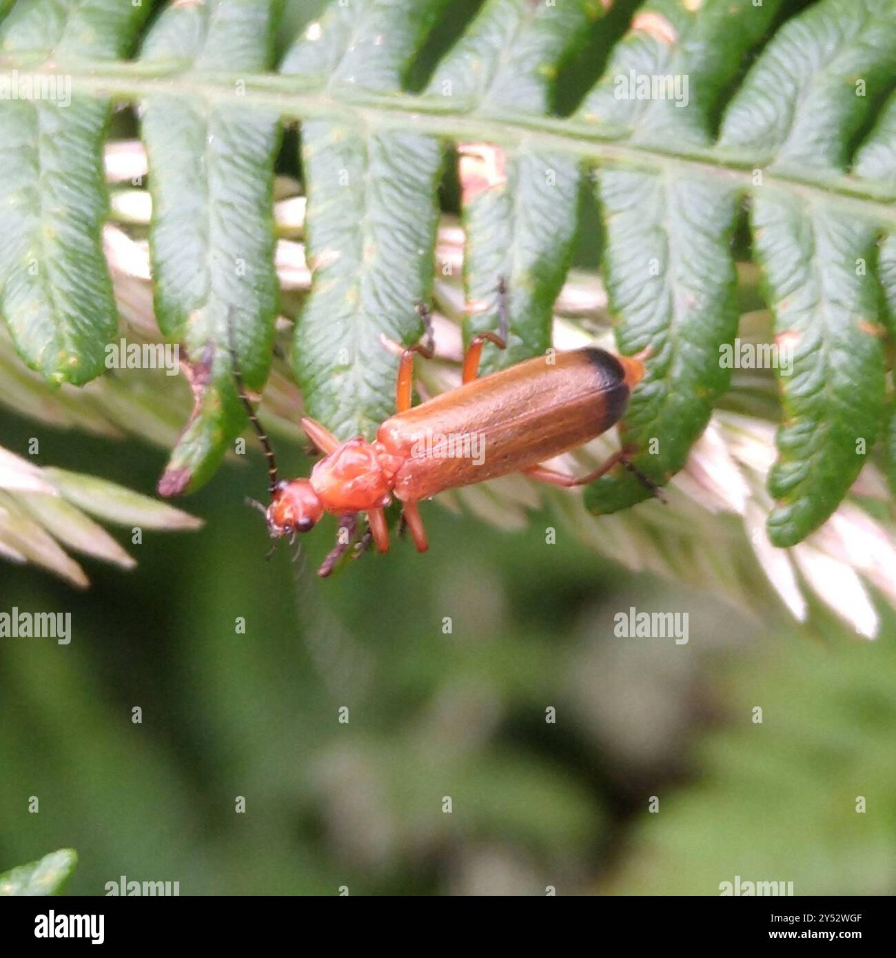 Common Red Soldier Beetle (Rhagonycha fulva) Insecta Stock Photo - Alamy