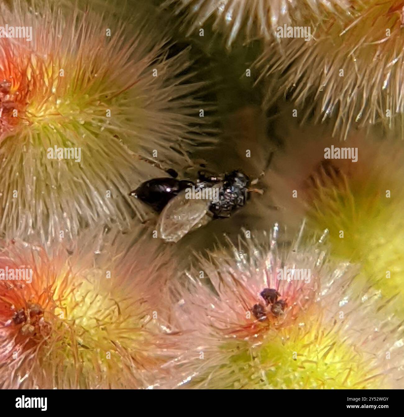 Chalcidoid Wasps (Chalcidoidea) Insecta Stock Photo - Alamy