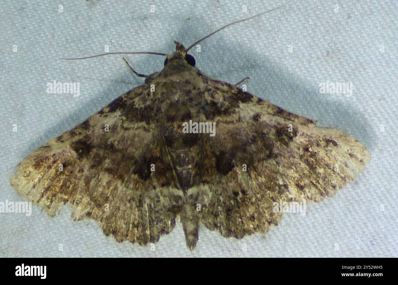 Common Fungus Moth (Metalectra discalis) Insecta Stock Photo - Alamy