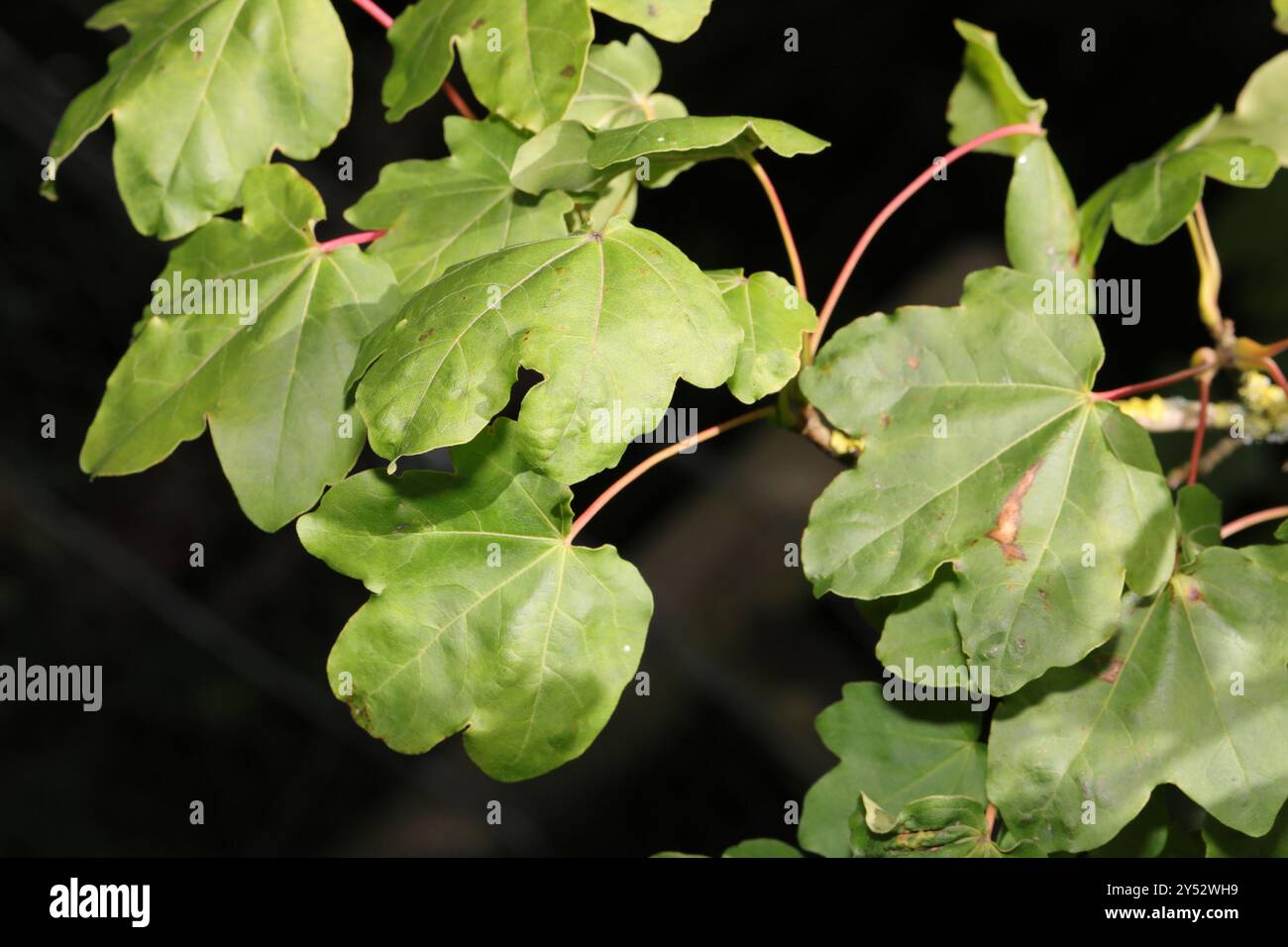 field maple (Acer campestre) Plantae Stock Photo - Alamy