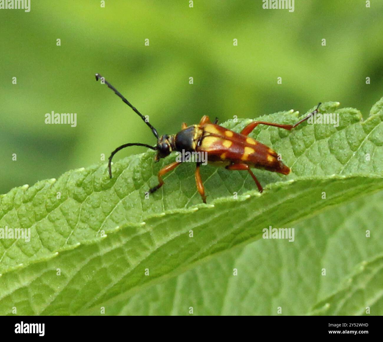 Banded Longhorn Beetle (Typocerus velutinus) Insecta Stock Photo - Alamy