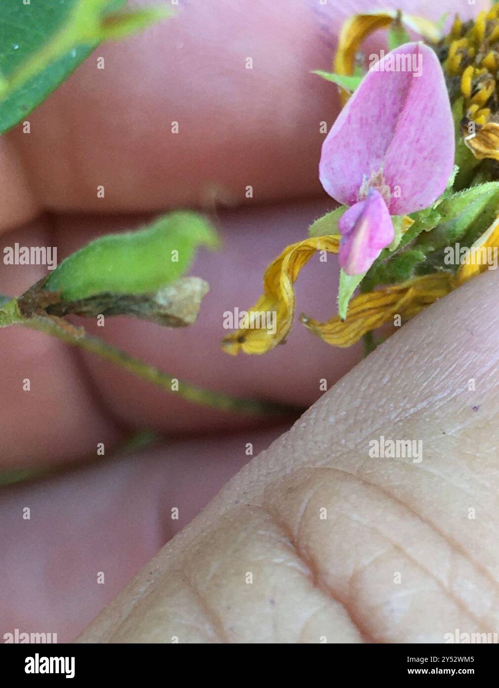 eastern milk-pea (Galactia regularis) Plantae Stock Photo - Alamy