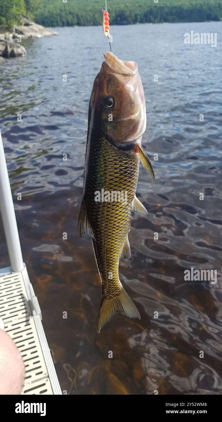 Fallfish (Semotilus corporalis) Actinopterygii Stock Photo - Alamy