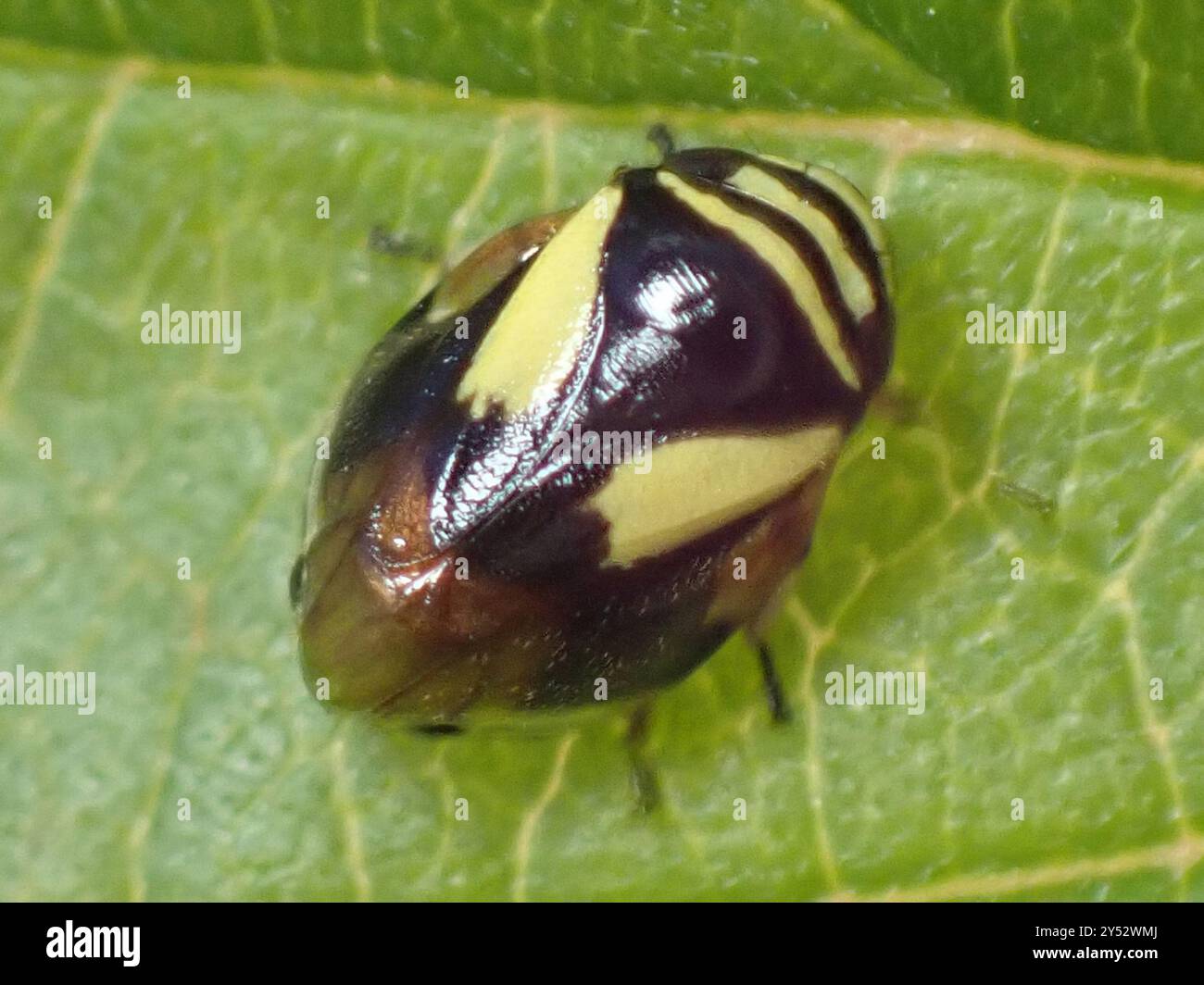 Dogwood Spittlebug (Clastoptera proteus) Insecta Stock Photo - Alamy
