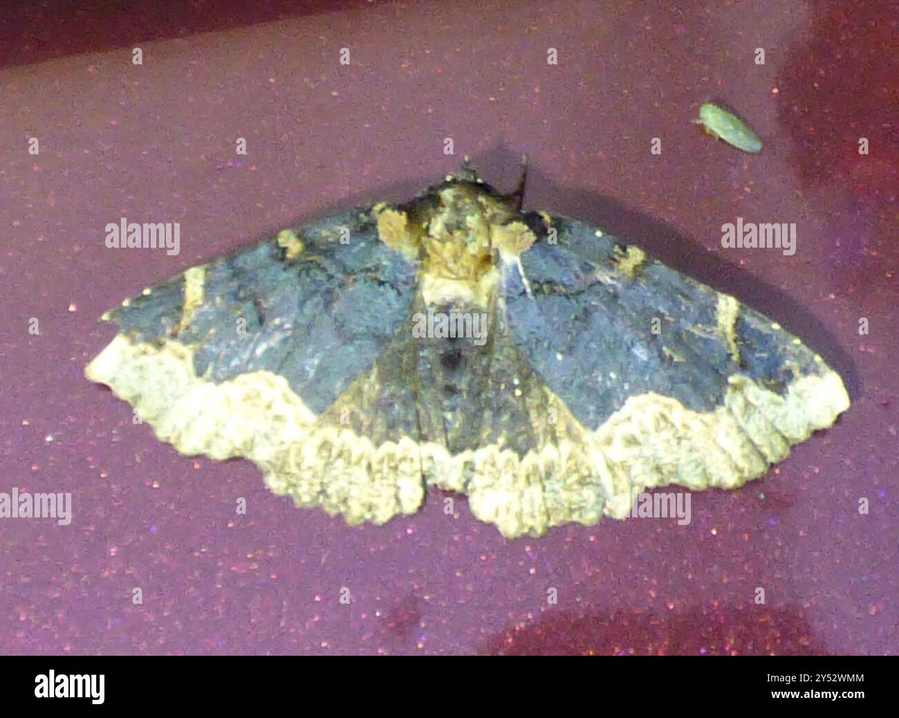 Horrid Zale Moth (Zale horrida) Insecta Stock Photo - Alamy