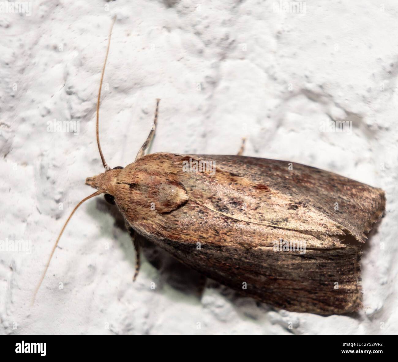 Greater Wax Moth (Galleria mellonella) Insecta Stock Photo - Alamy
