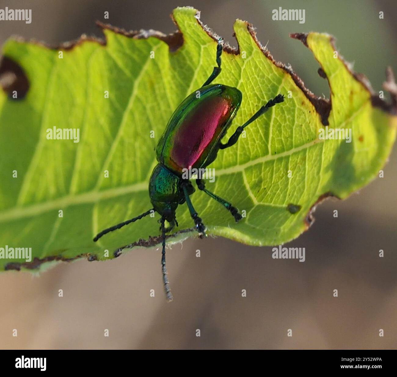 Dogbane Leaf Beetle (Chrysochus auratus) Insecta Stock Photo - Alamy