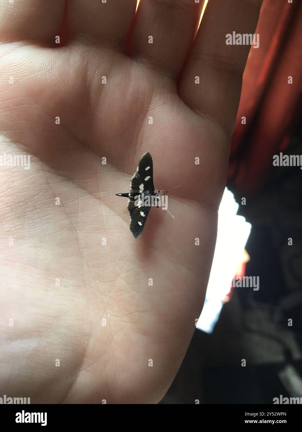 Grape Leaffolder and Leafroller Moths (Desmia funeralis) Insecta Stock ...