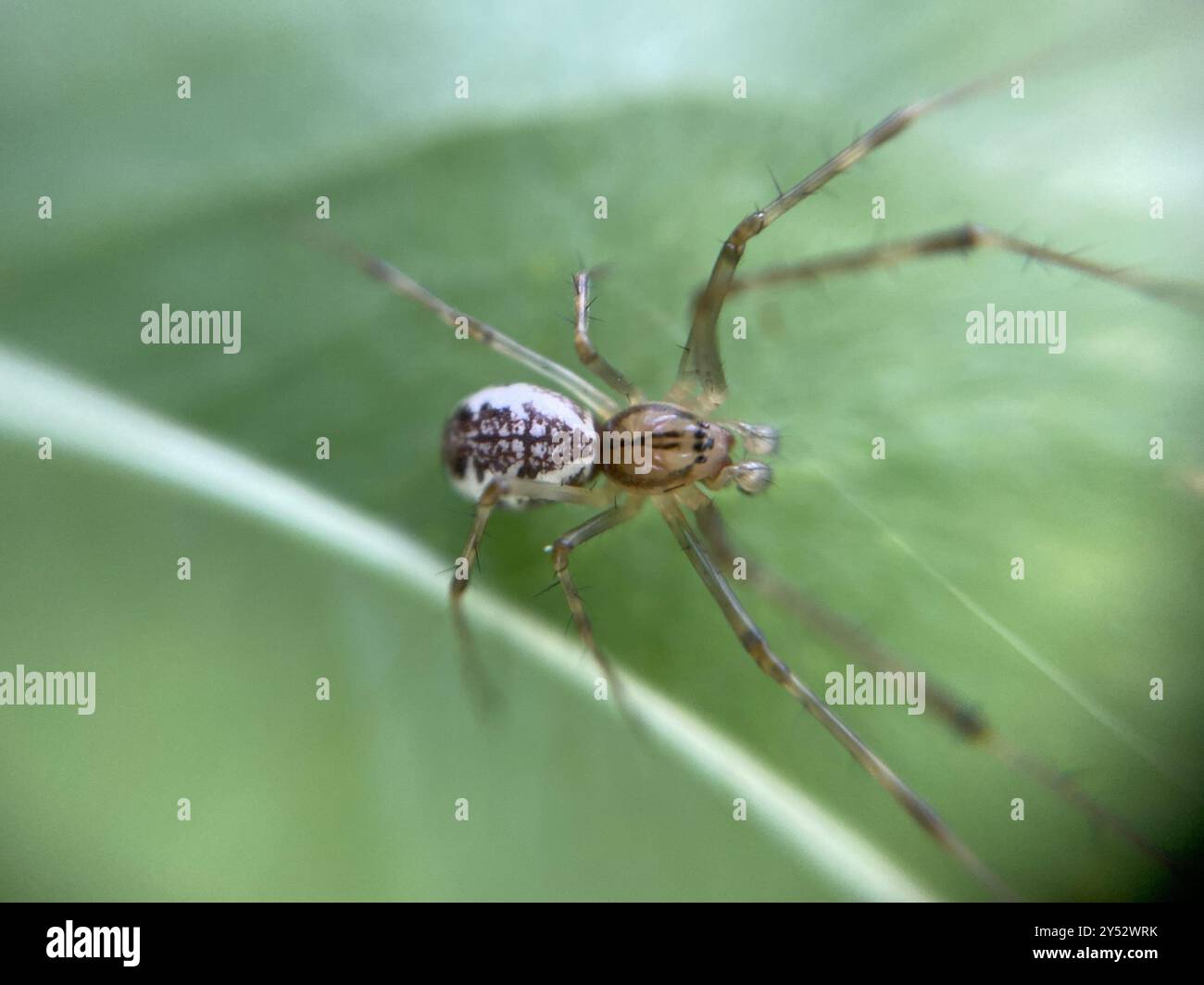Common sheetweb spider (Linyphia triangularis) Arachnida Stock Photo ...