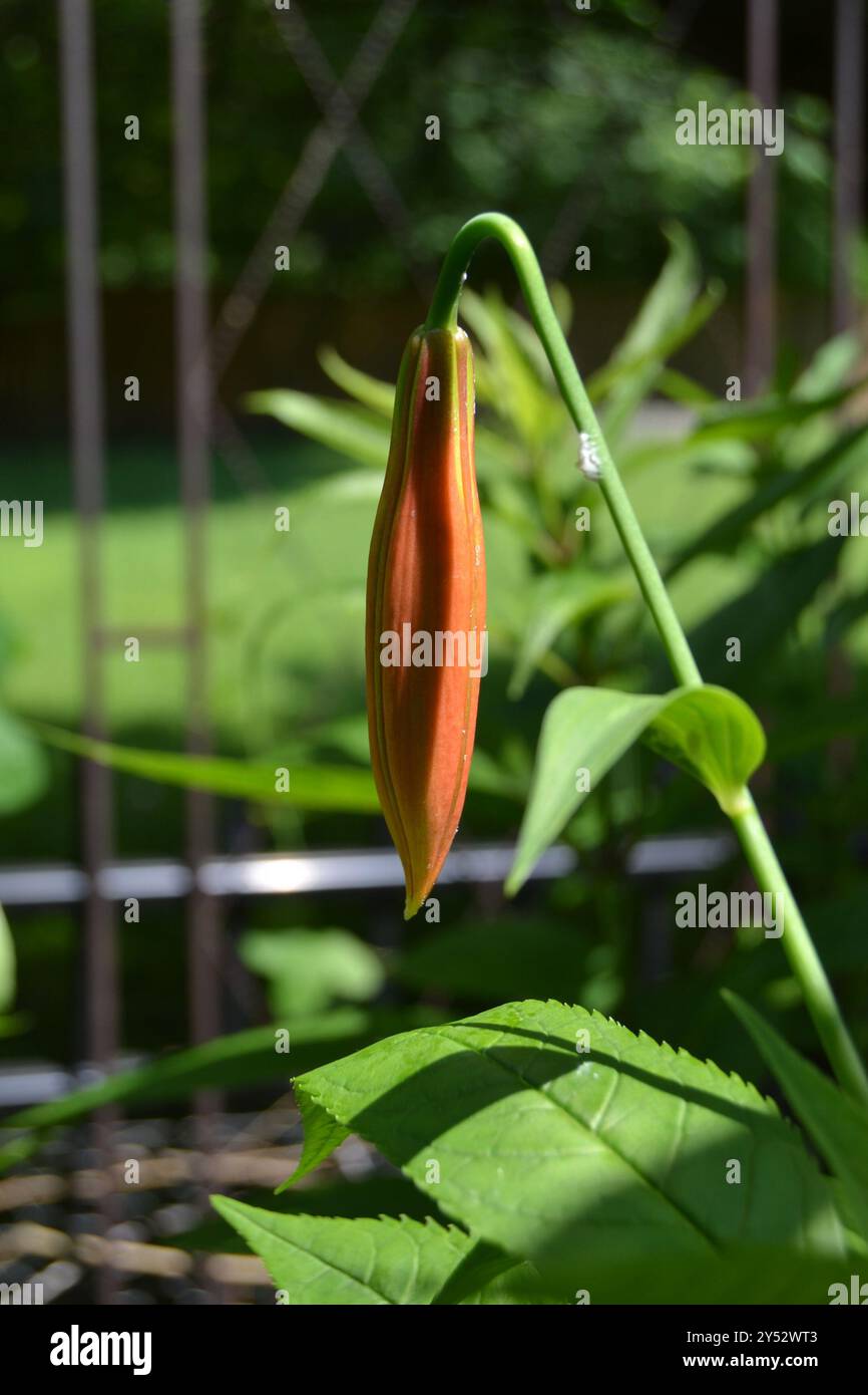 Michigan lily (Lilium michiganense) Plantae Stock Photo - Alamy