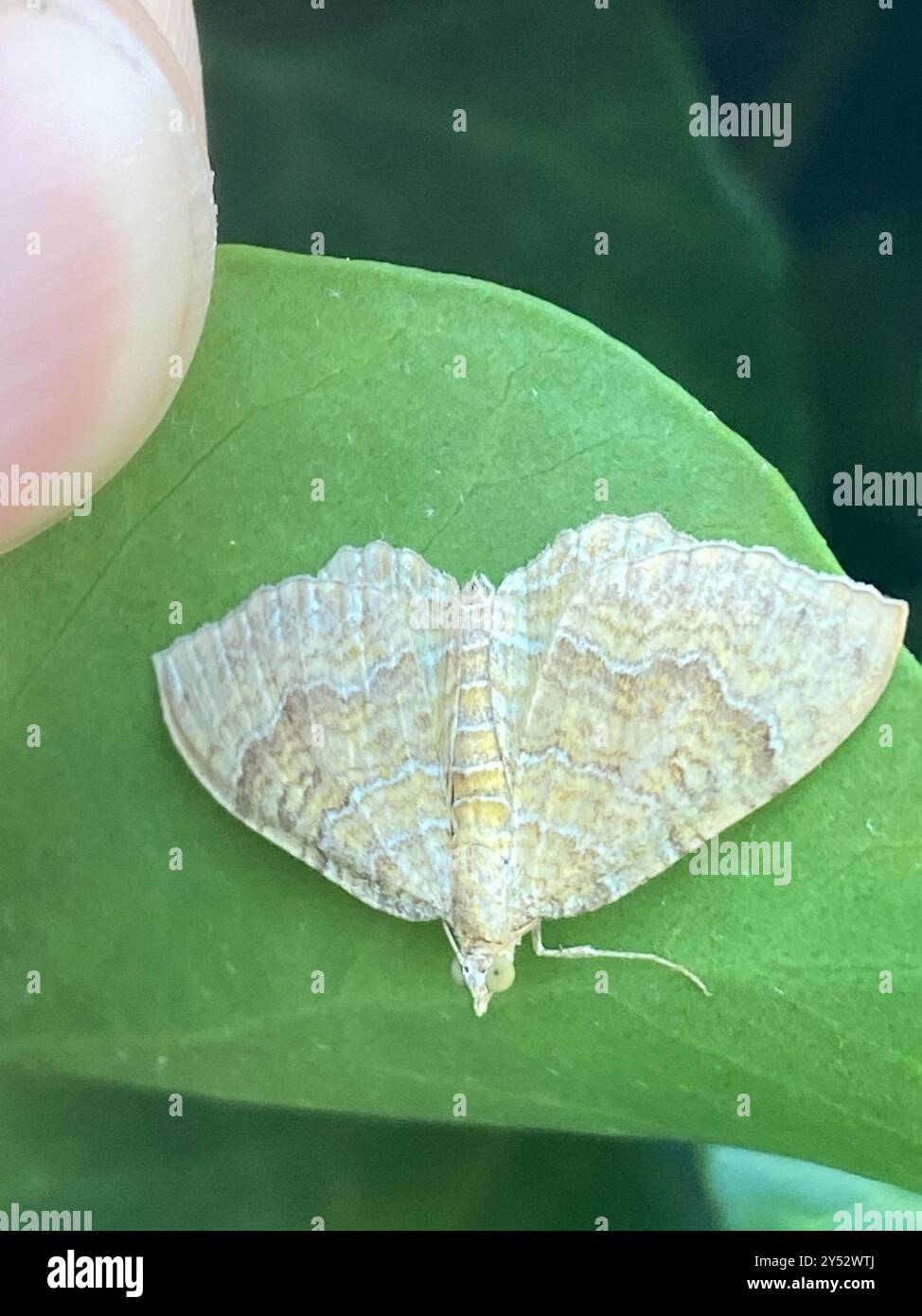 Yellow Shell Moth (Camptogramma bilineata) Insecta Stock Photo - Alamy