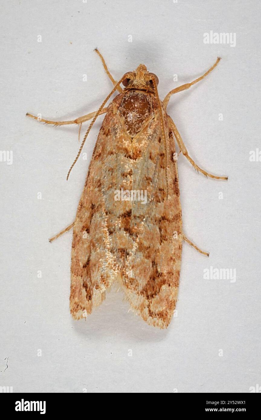 Orange pine tortrix hi-res stock photography and images - Alamy