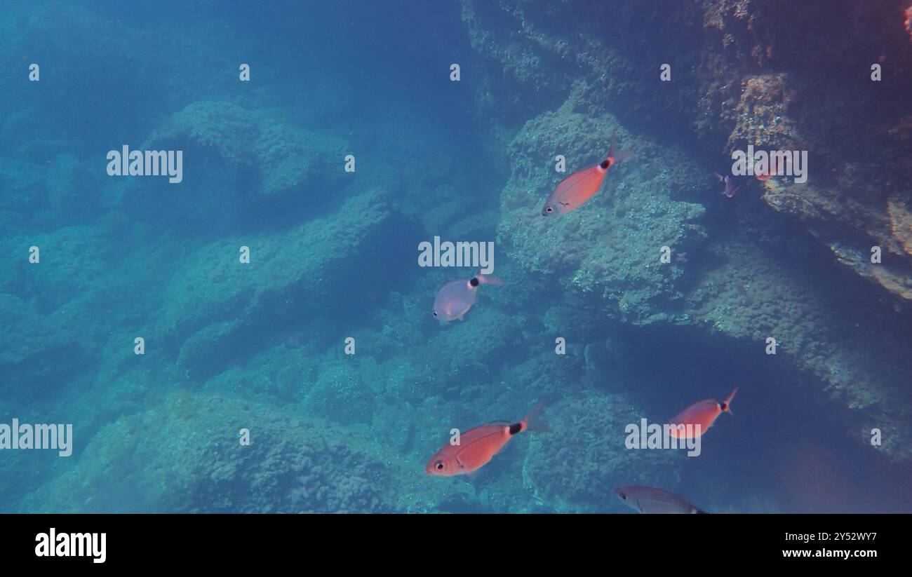 Saddled Seabream (Oblada melanurus) Actinopterygii Stock Photo - Alamy