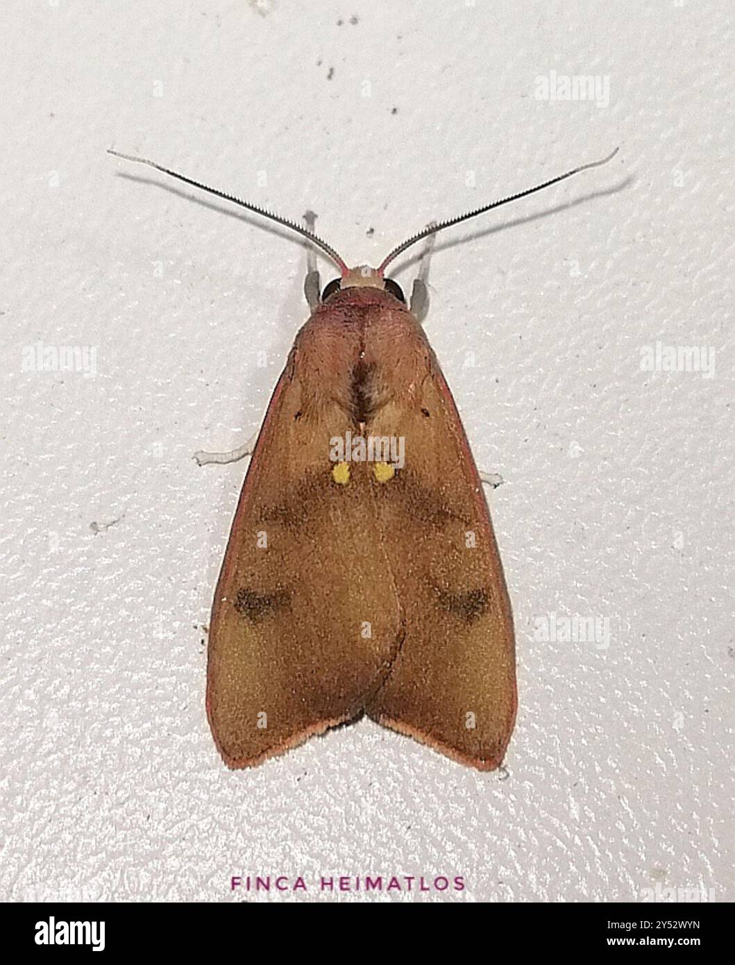 (Melese incertus) Insecta Stock Photo - Alamy