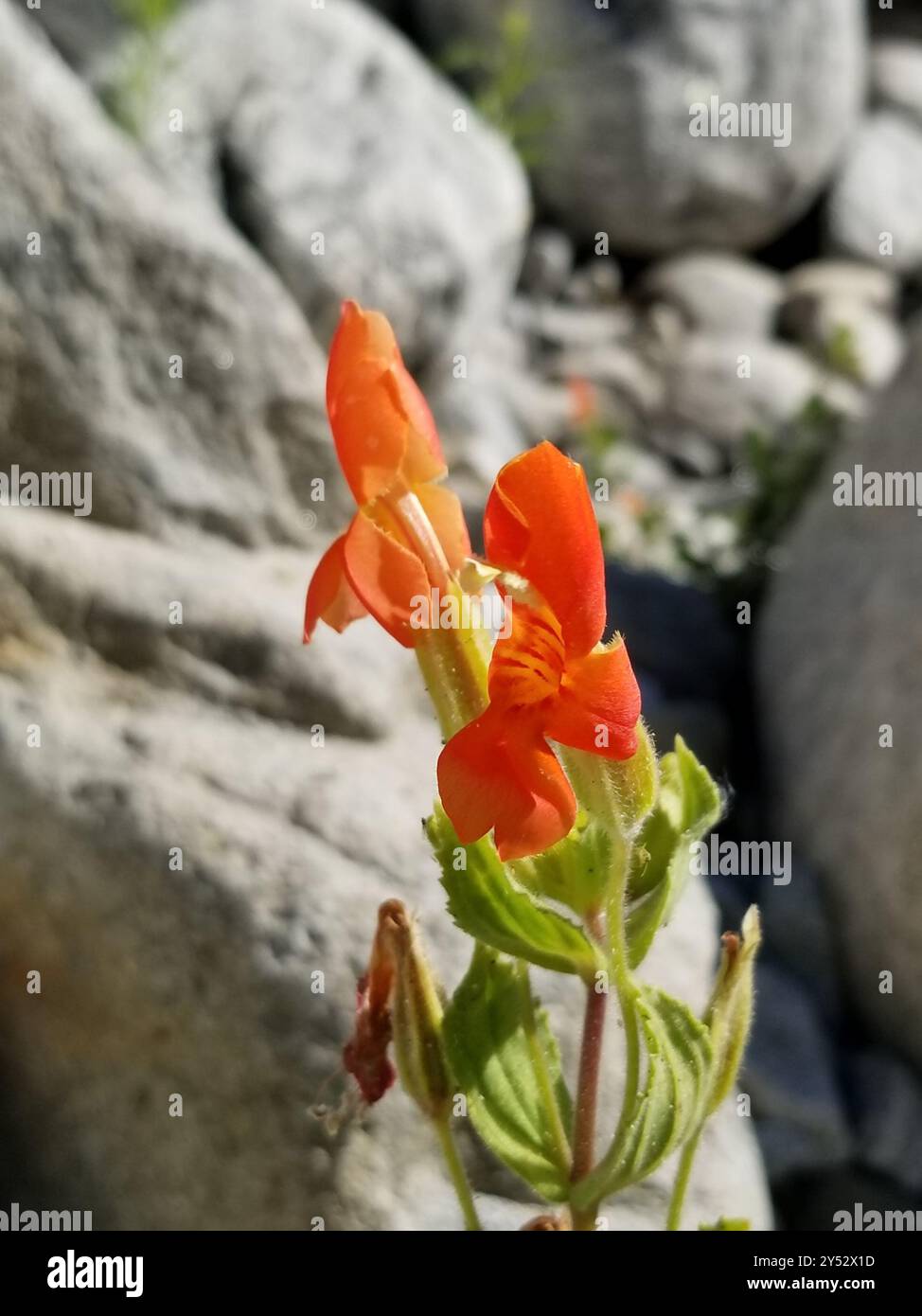 scarlet monkeyflower (Erythranthe cardinalis) Plantae Stock Photo - Alamy