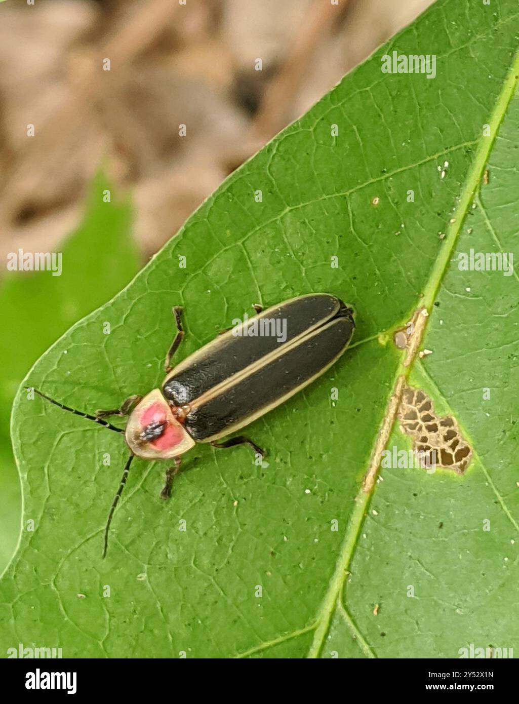 Common Eastern Firefly (Photinus pyralis) Insecta Stock Photo - Alamy