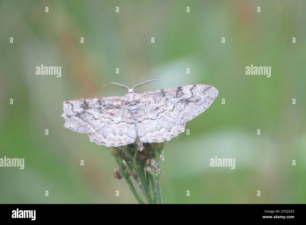 Mottled Beauty (Alcis repandata) Insecta Stock Photo - Alamy