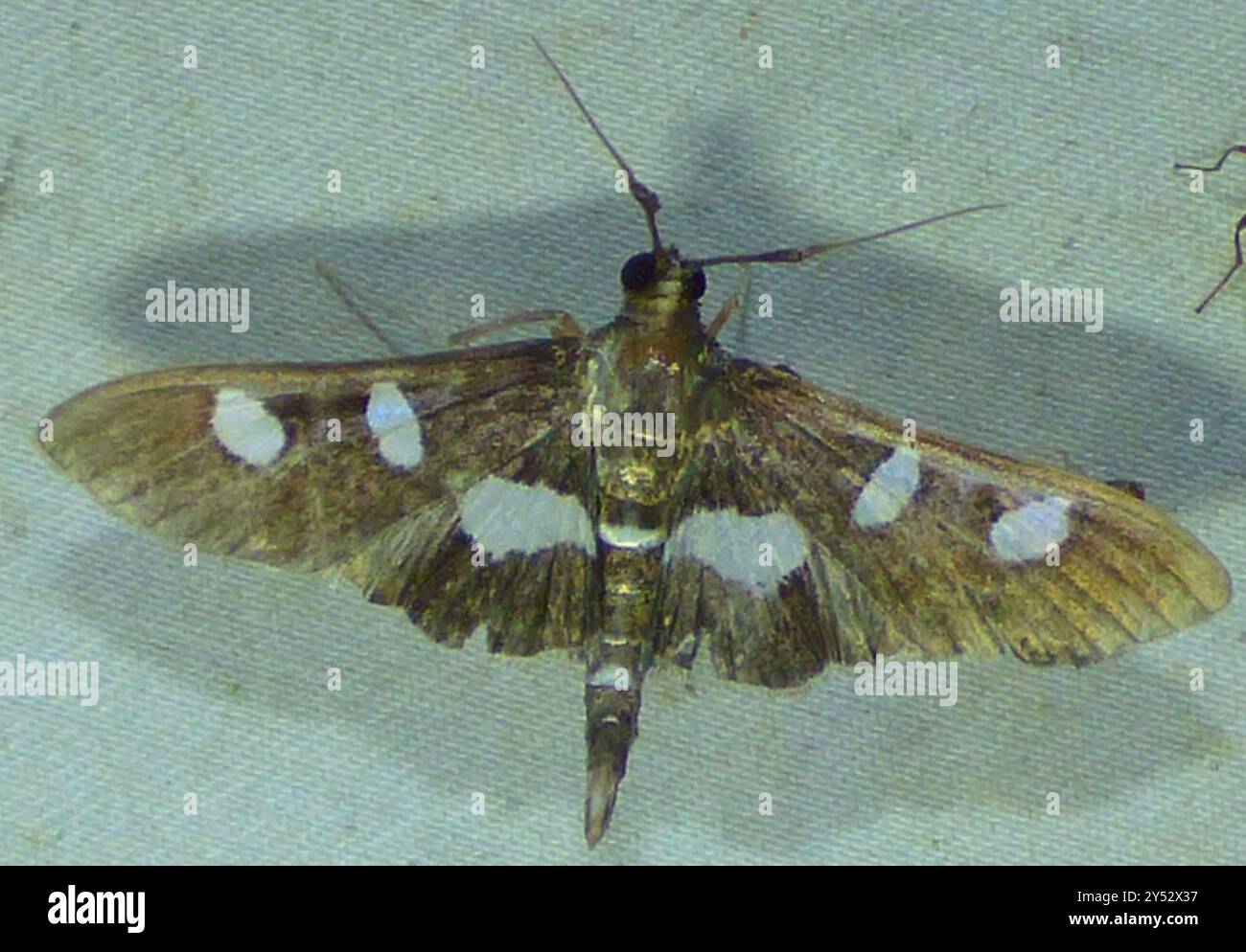 Grape Leaffolder Moth (Desmia funeralis) Insecta Stock Photo - Alamy