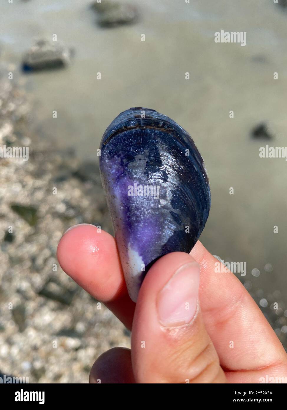Blue Mussel Complex (Mytilus edulis) Mollusca Stock Photo - Alamy