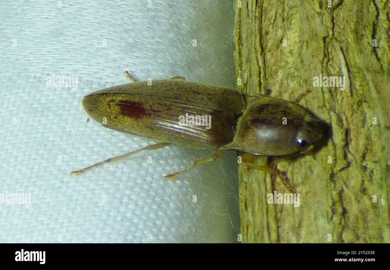 (Monocrepidius lividus) Insecta Stock Photo - Alamy