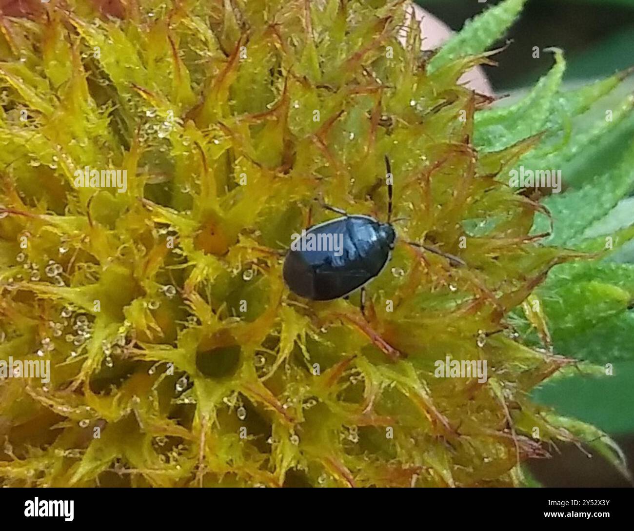 White-margined Burrower Bug (Sehirus cinctus) Insecta Stock Photo - Alamy