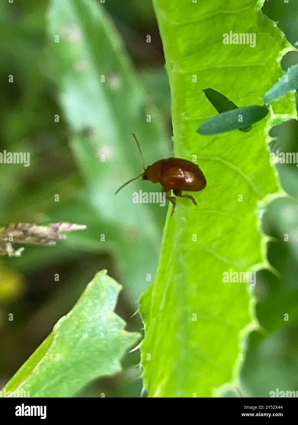 Flea Beetles (Alticini) Insecta Stock Photo - Alamy