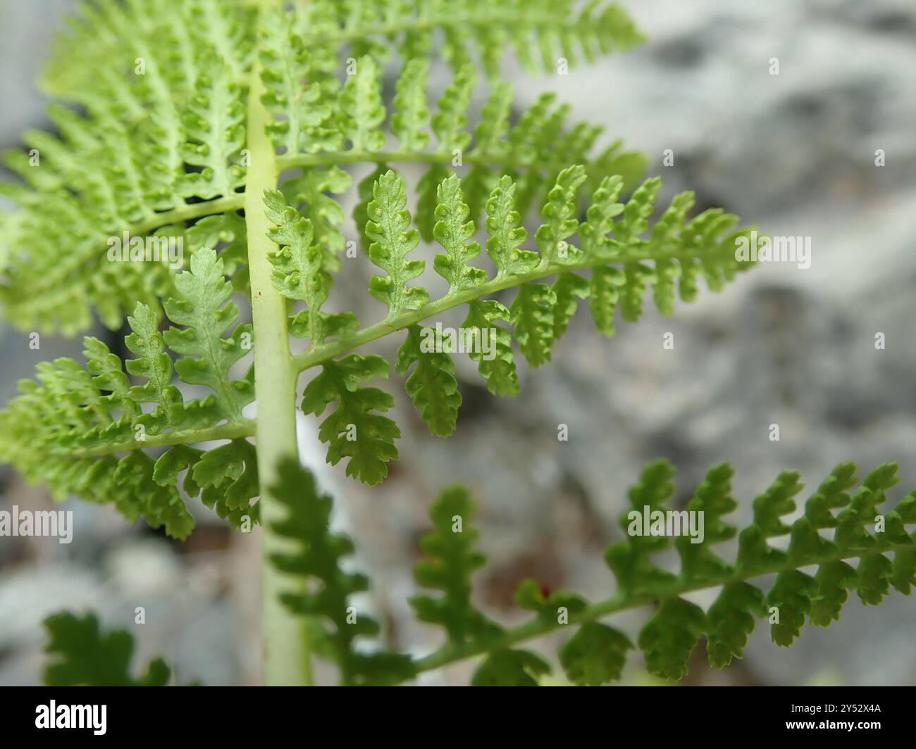 American Alpine Lady Fern (Athyrium americanum) Plantae Stock Photo - Alamy