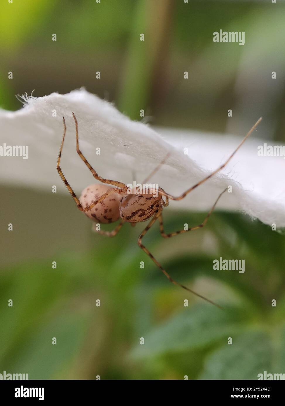 Common Spitting Spider (Scytodes thoracica) Arachnida Stock Photo - Alamy