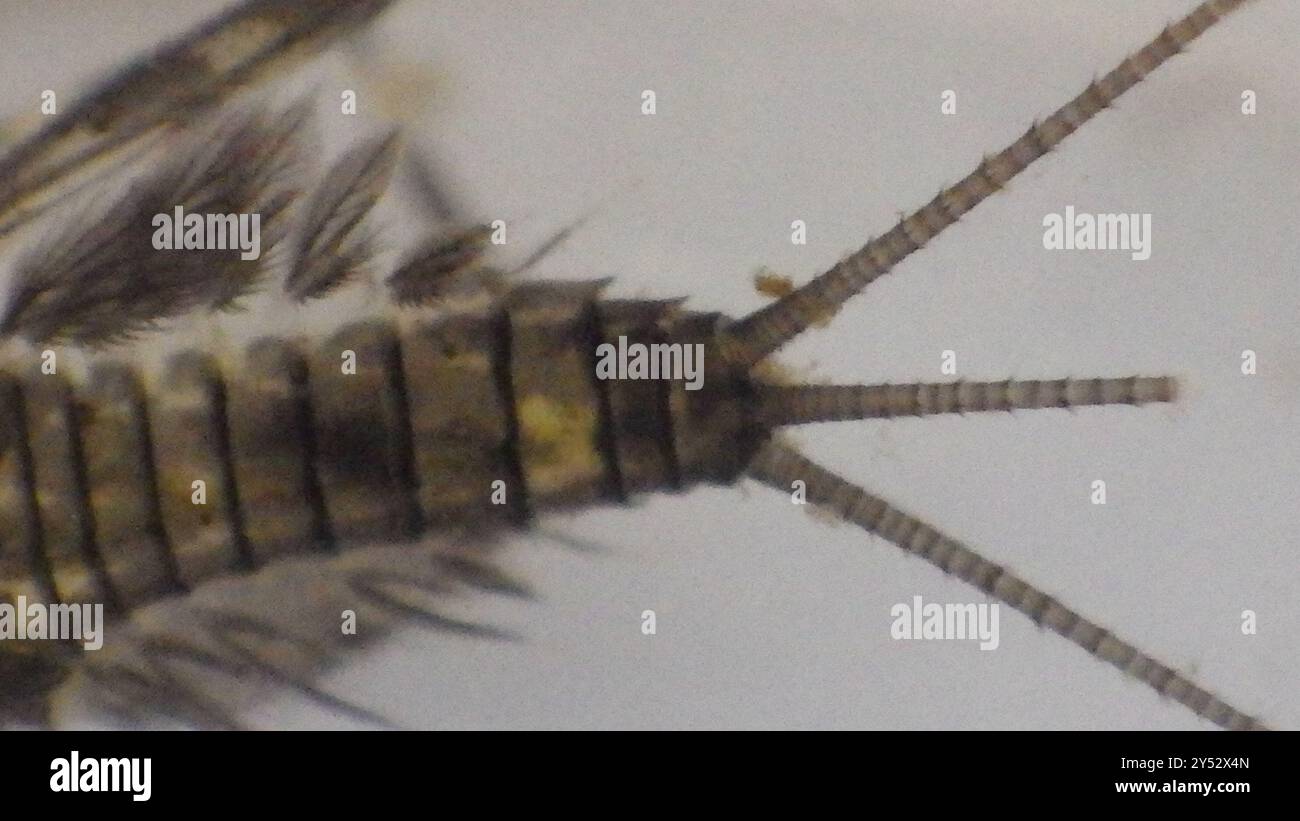 Orange Cahill (Stenacron interpunctatum) Insecta Stock Photo - Alamy