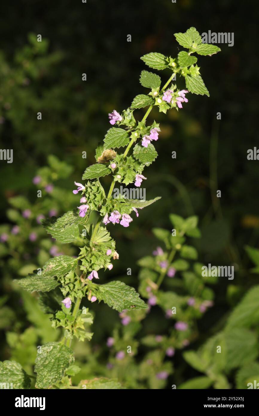 Black horehound (Ballota nigra) Plantae Stock Photo - Alamy