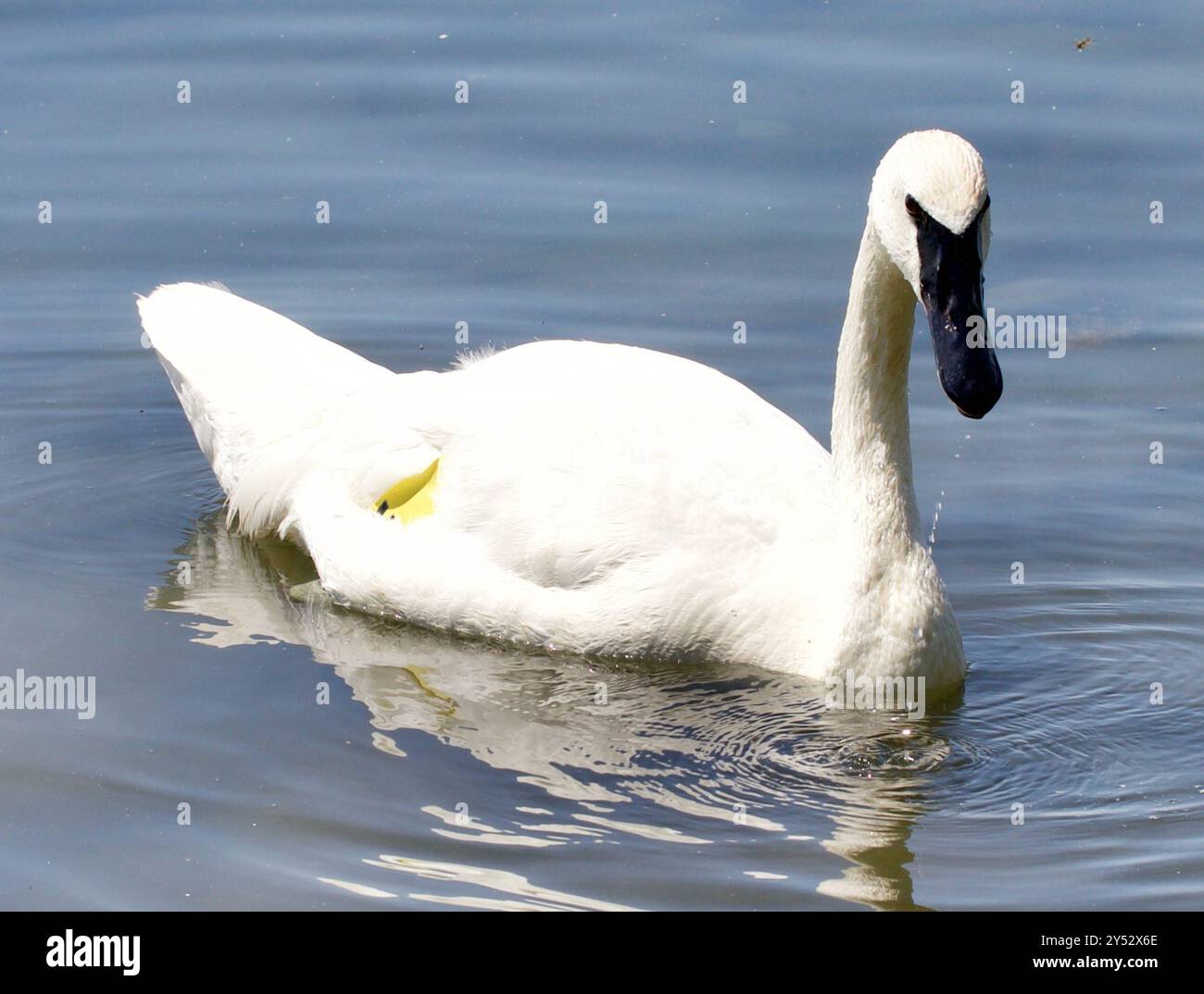 Trumpeter Swan (Cygnus buccinator) Aves Stock Photo - Alamy