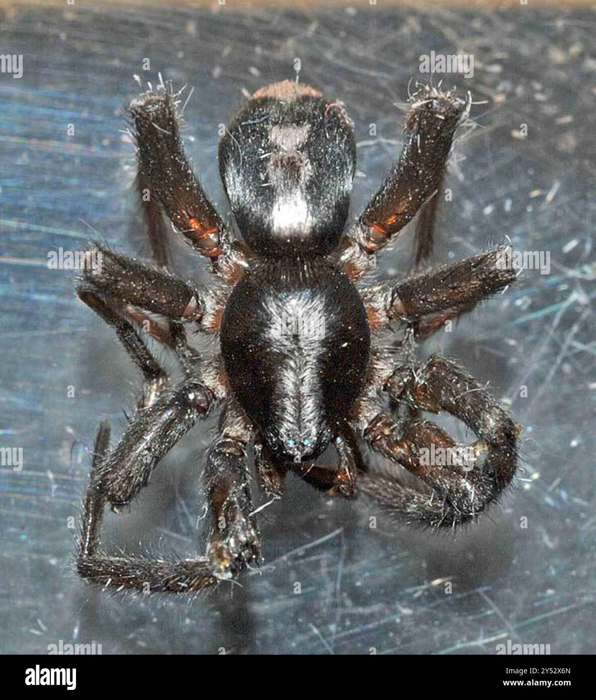 Eastern Parson Spider (Herpyllus ecclesiasticus) Arachnida Stock Photo ...