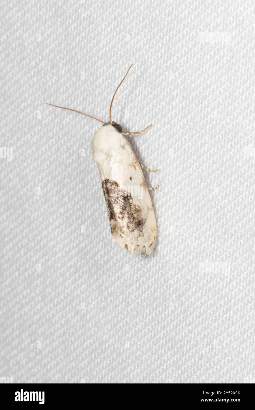 Small Bird-dropping Moth (Ponometia erastrioides) Insecta Stock Photo ...