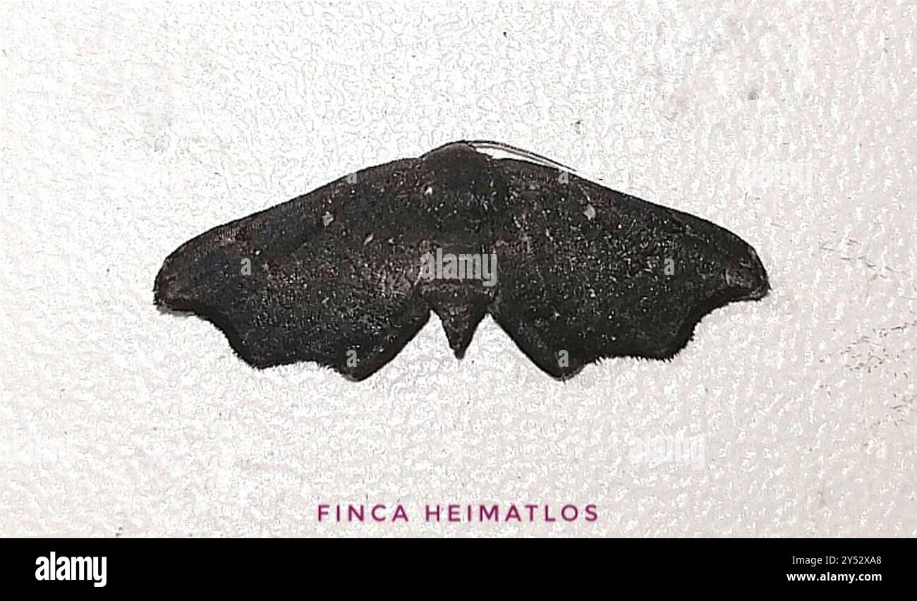 Parasite of moths hi-res stock photography and images - Alamy