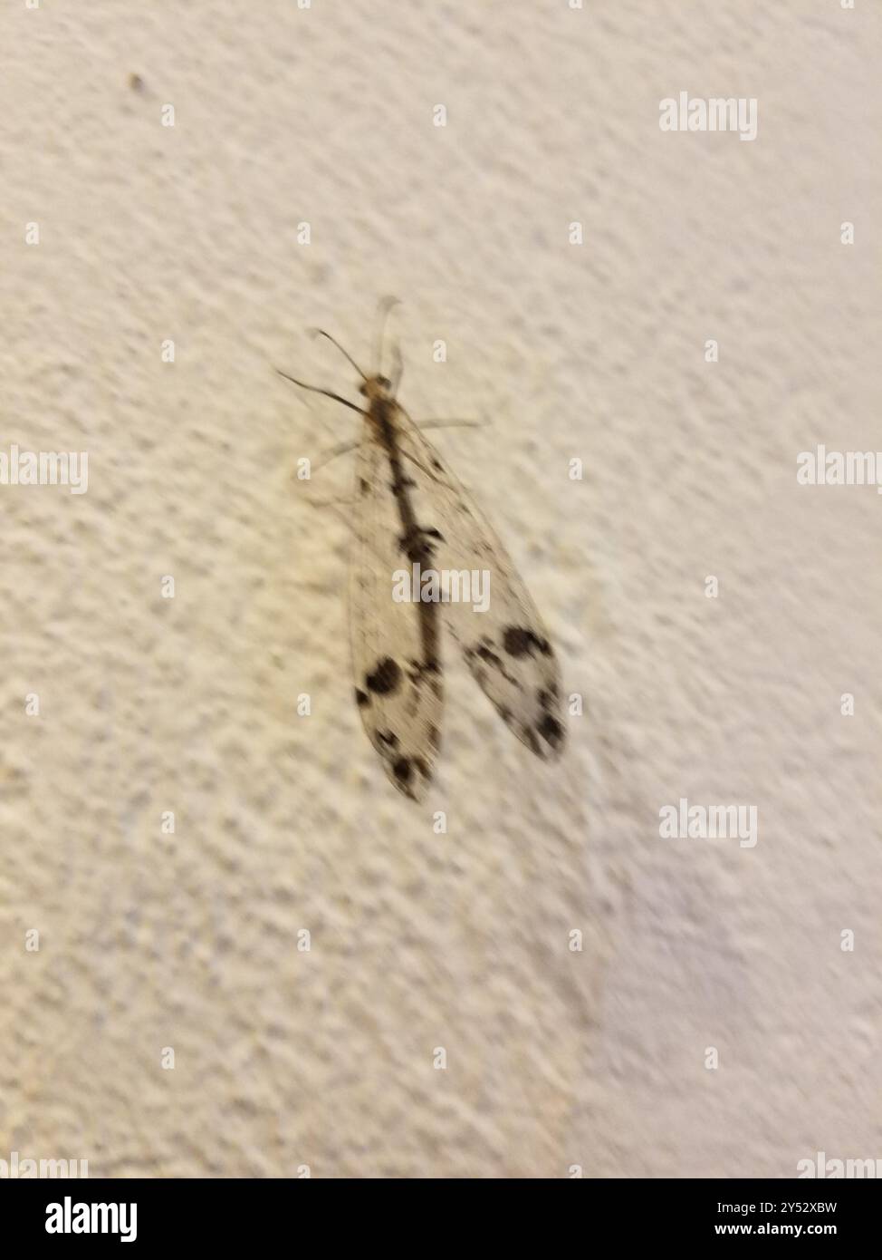 Eastern Spotted-winged Antlion (Dendroleon obsoletus) Insecta Stock ...