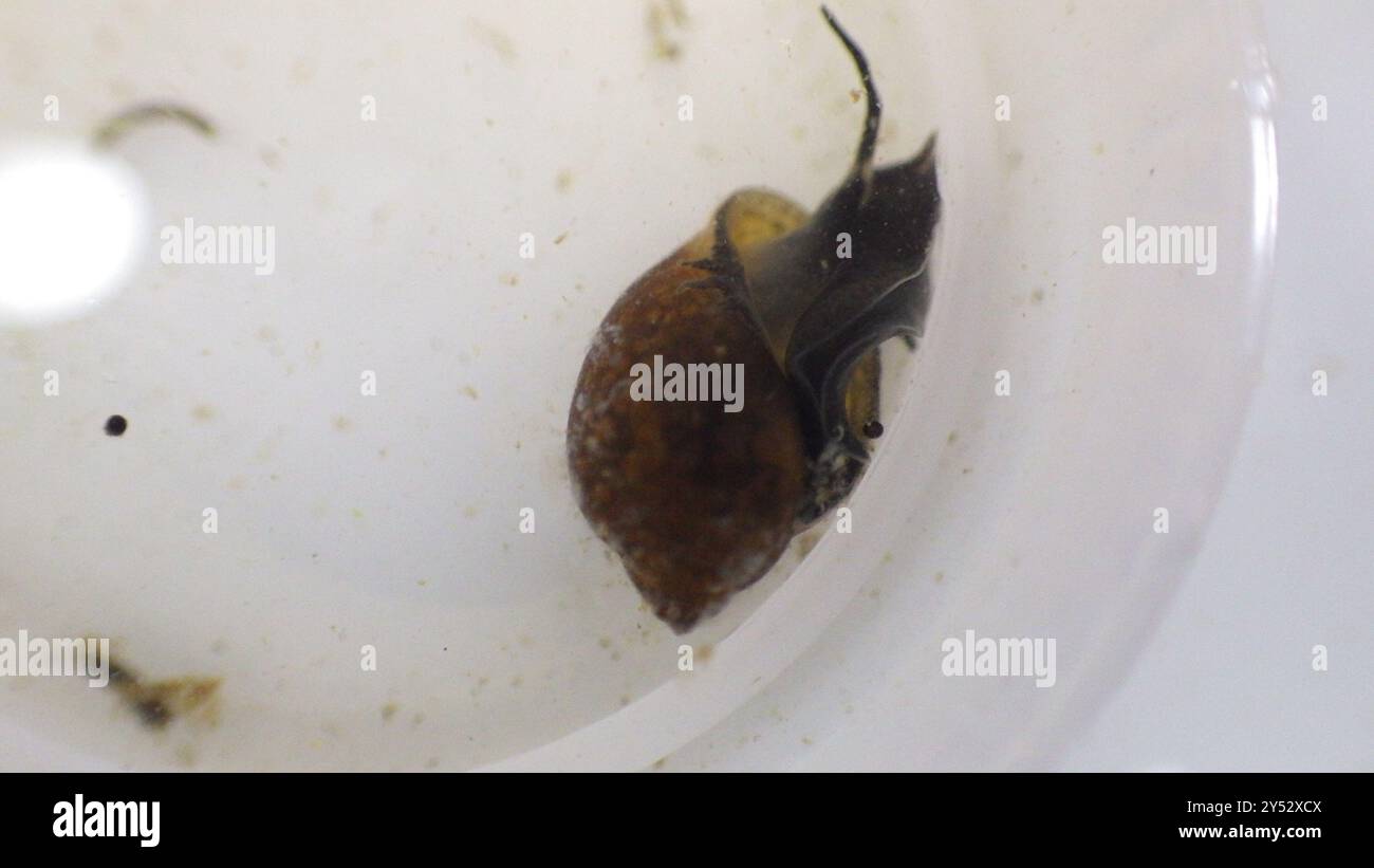 Bladder Snails (Physidae) Mollusca Stock Photo - Alamy