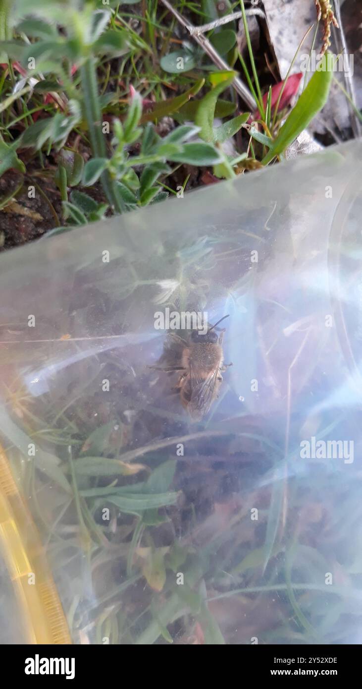 Early Cellophane Bee (Colletes cunicularius) Insecta Stock Photo - Alamy