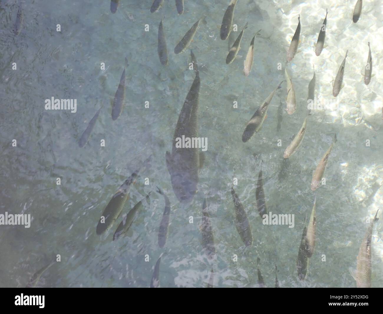 European chub (Squalius cephalus) Actinopterygii Stock Photo - Alamy